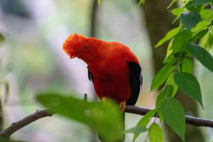 The Complete Colombia Birdwatching Guide: Tourism & Conservation